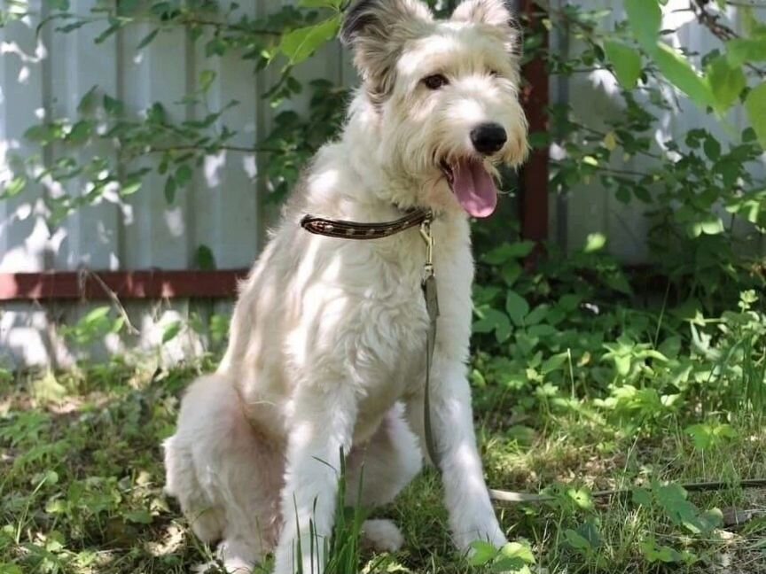 Собака в добрые руки