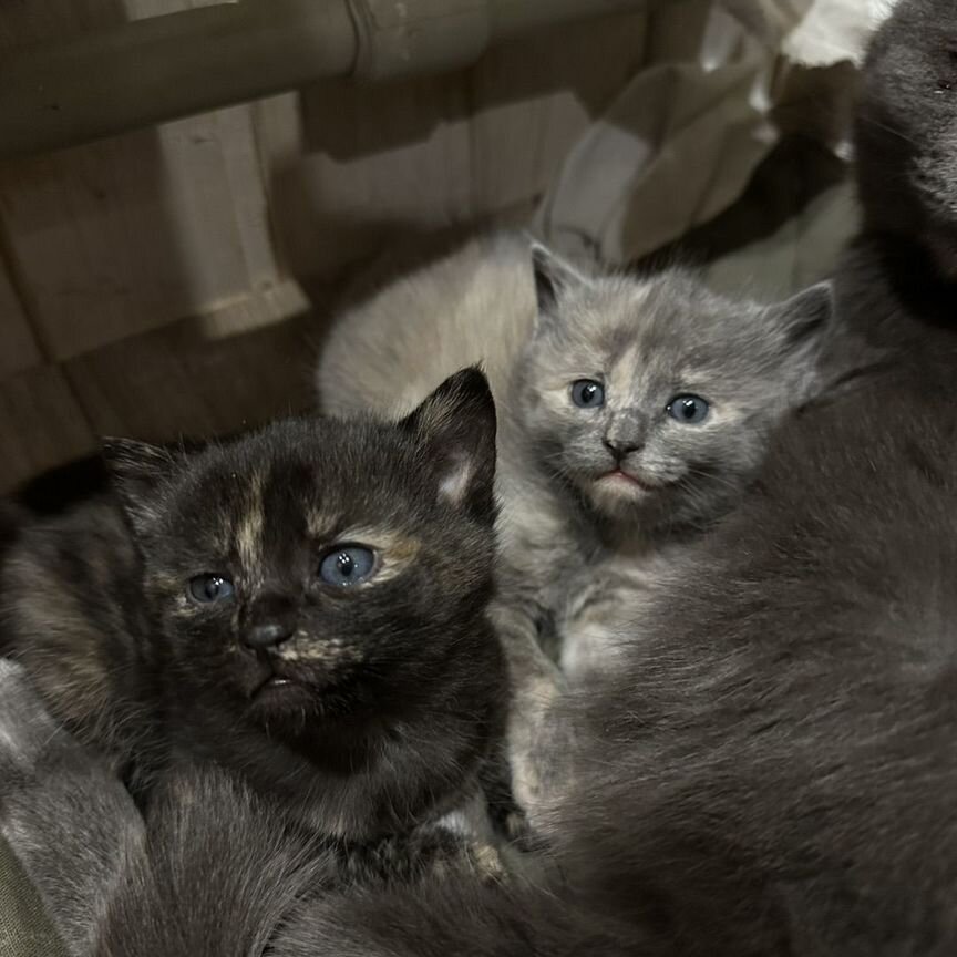 Котята в добрые руки бесплатно