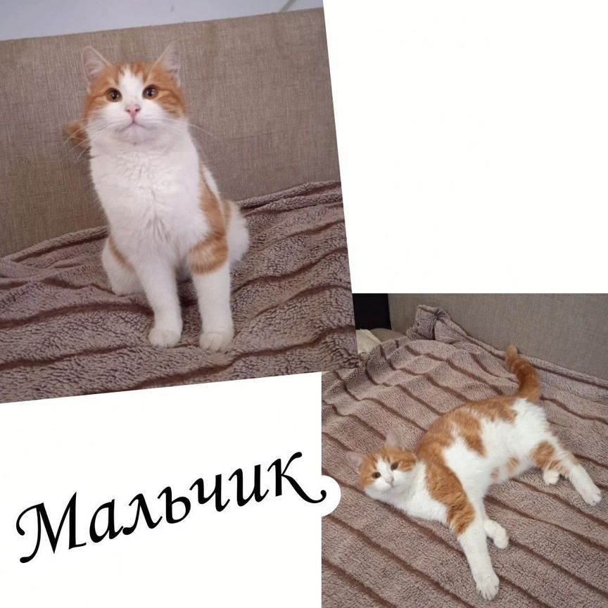 Шикарный кот ищет семью