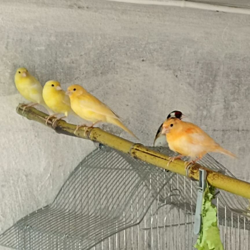 Кенара и канарейки