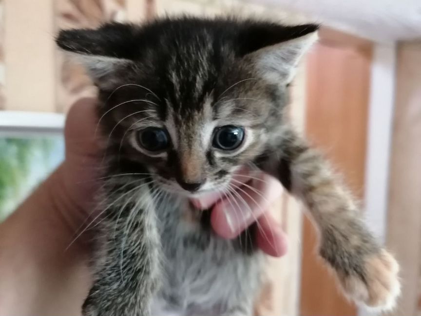 Не просто котята, А настоящие друзья бесплатно