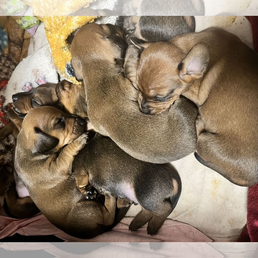 Кроличья такса, щенок