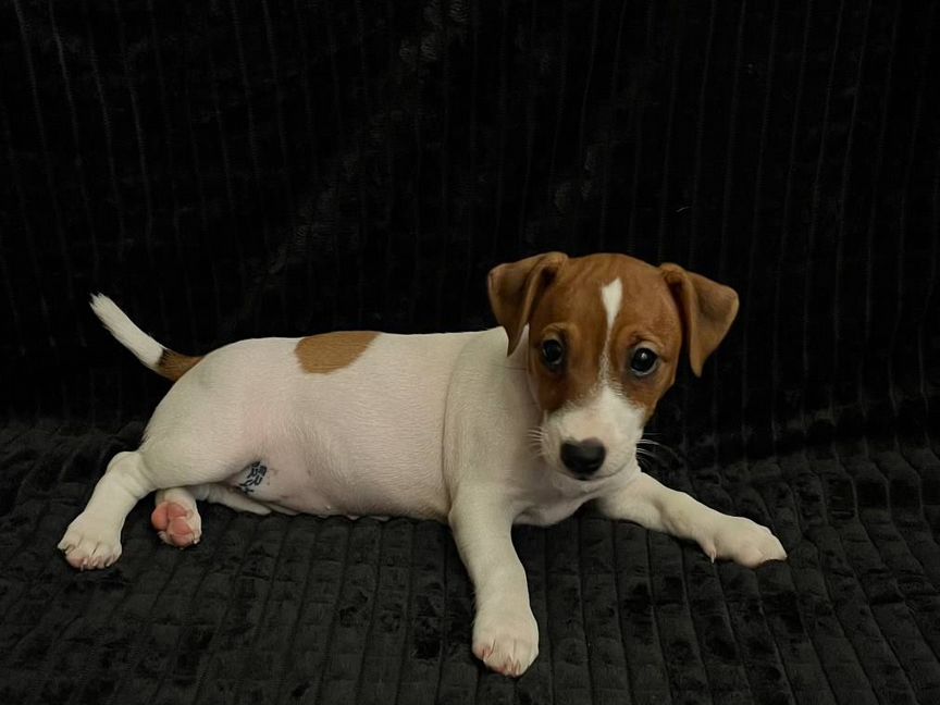 Джек Рассел терьер