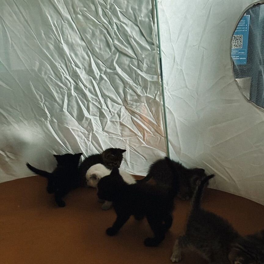 Котята в добрые руки
