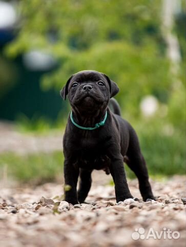 Стаффи мальчик