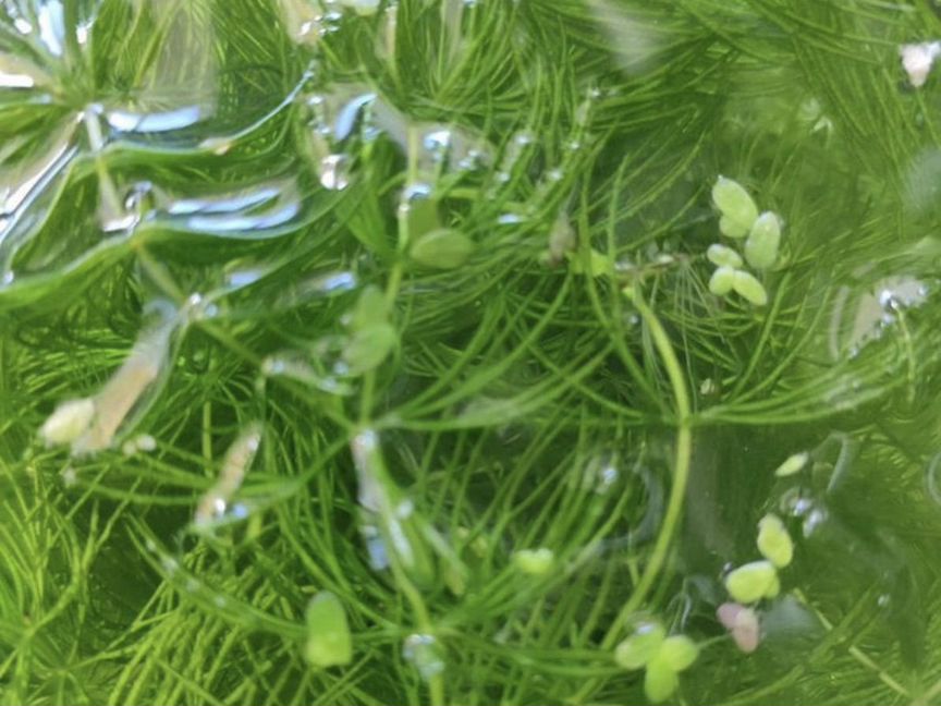 Роголистник и ряска