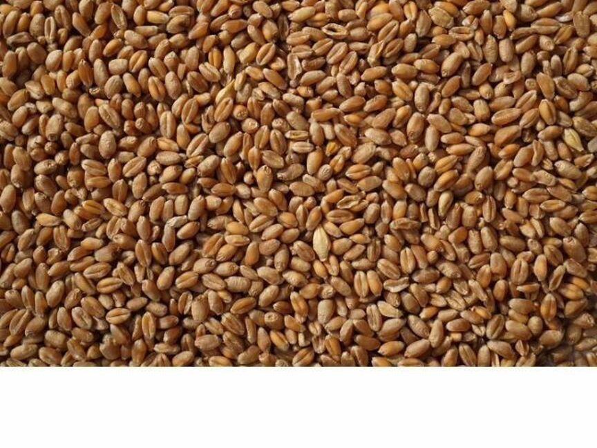 Зерно пшеница