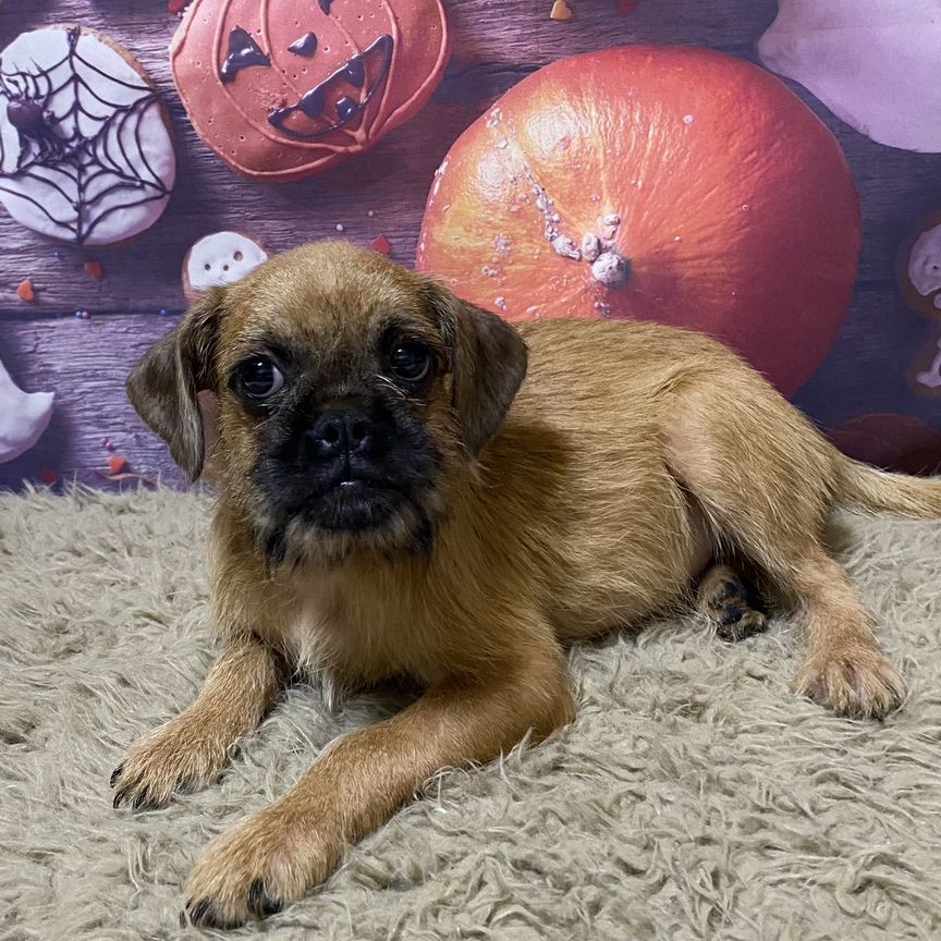 Мальчик гриффончик