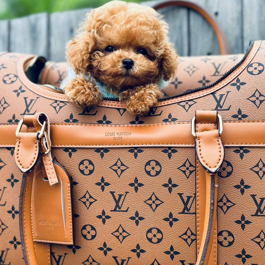 Сумка переноска для маленьких собак