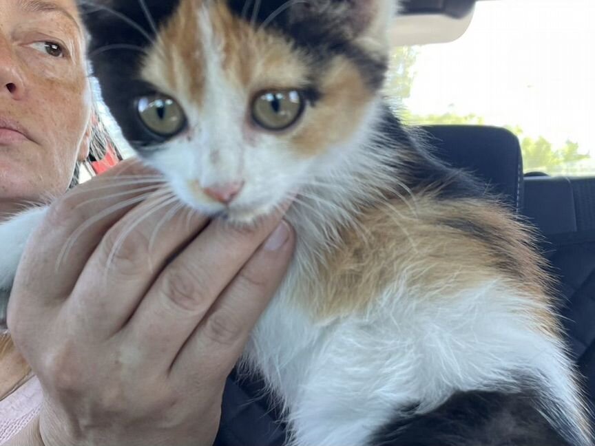 В добрые руки