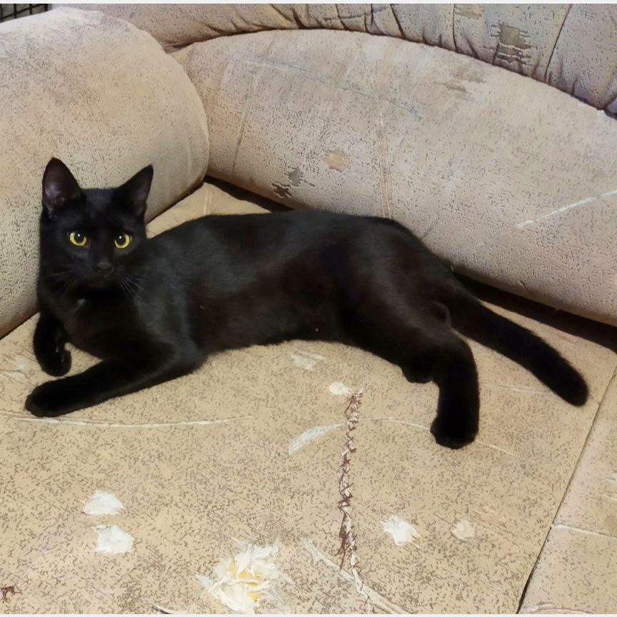Кошка