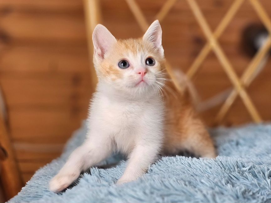 Котёнок Рыжик 2 мес в добрые руки Привезём