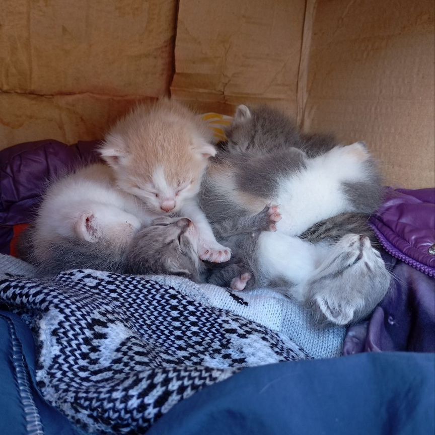 Продам котят, в хорошие руки