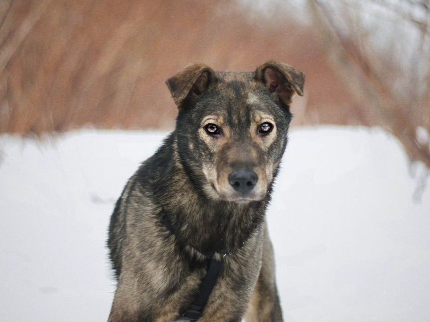 Собака в добрые руки