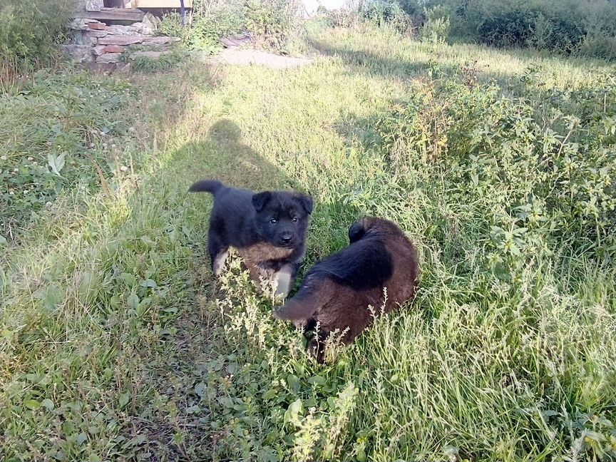 Овчарка вео