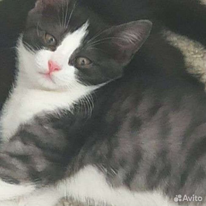 Кошка отдаём связи с переездом