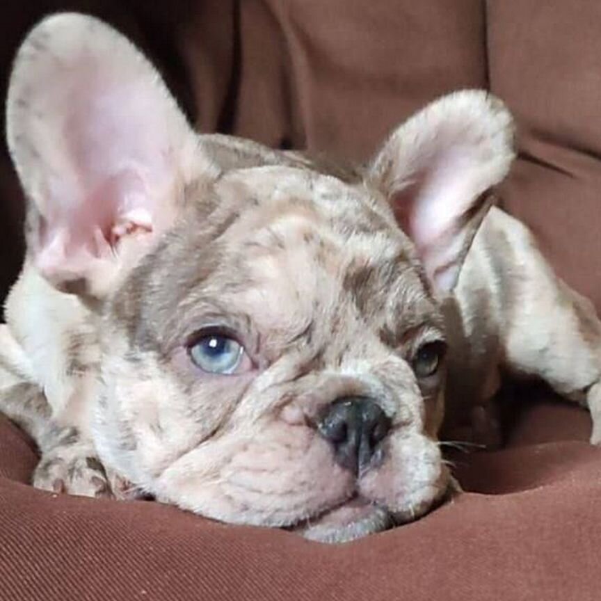 Французский бульдог мальчик 3 месяца