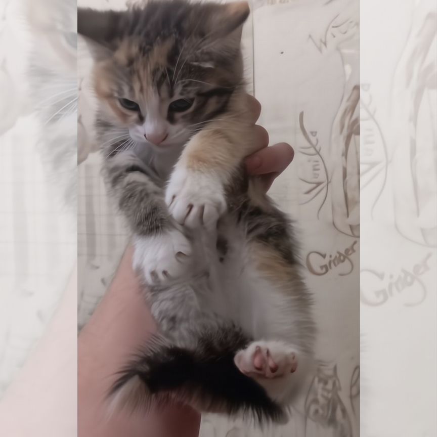 Котёнок в добрые руки