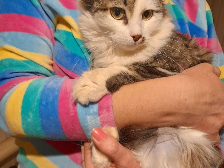 Кошка в дар