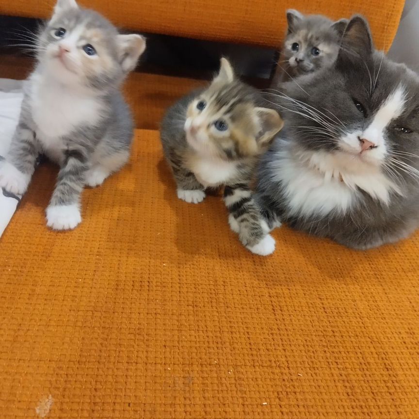 Домашняя кошка в добрые руки