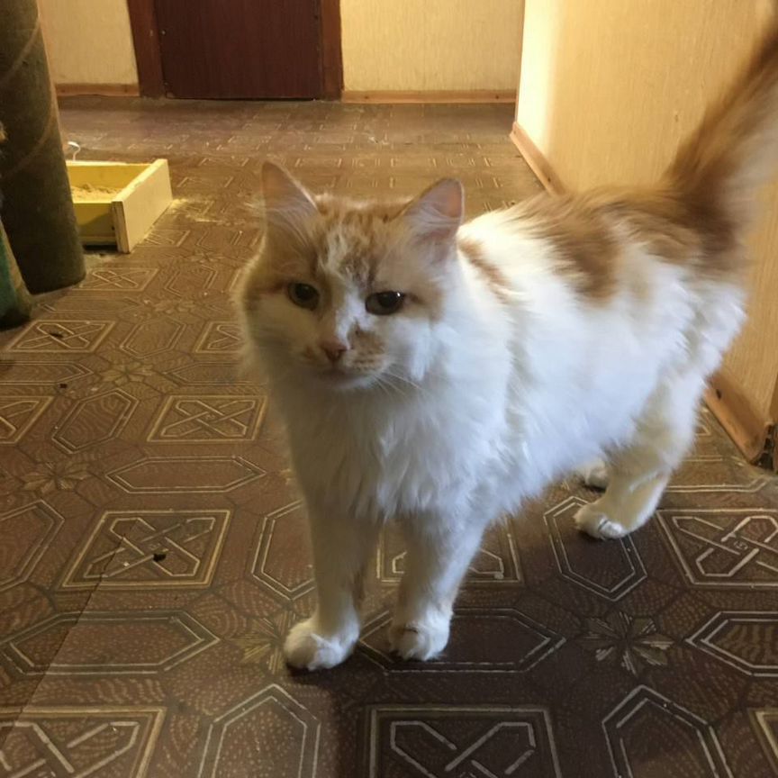 Бабушка умерла и кошка Соня оказалась на помойке