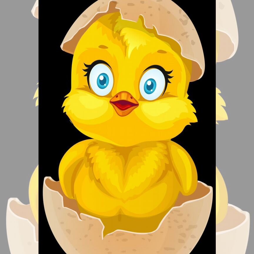 Цыплята бройлеры