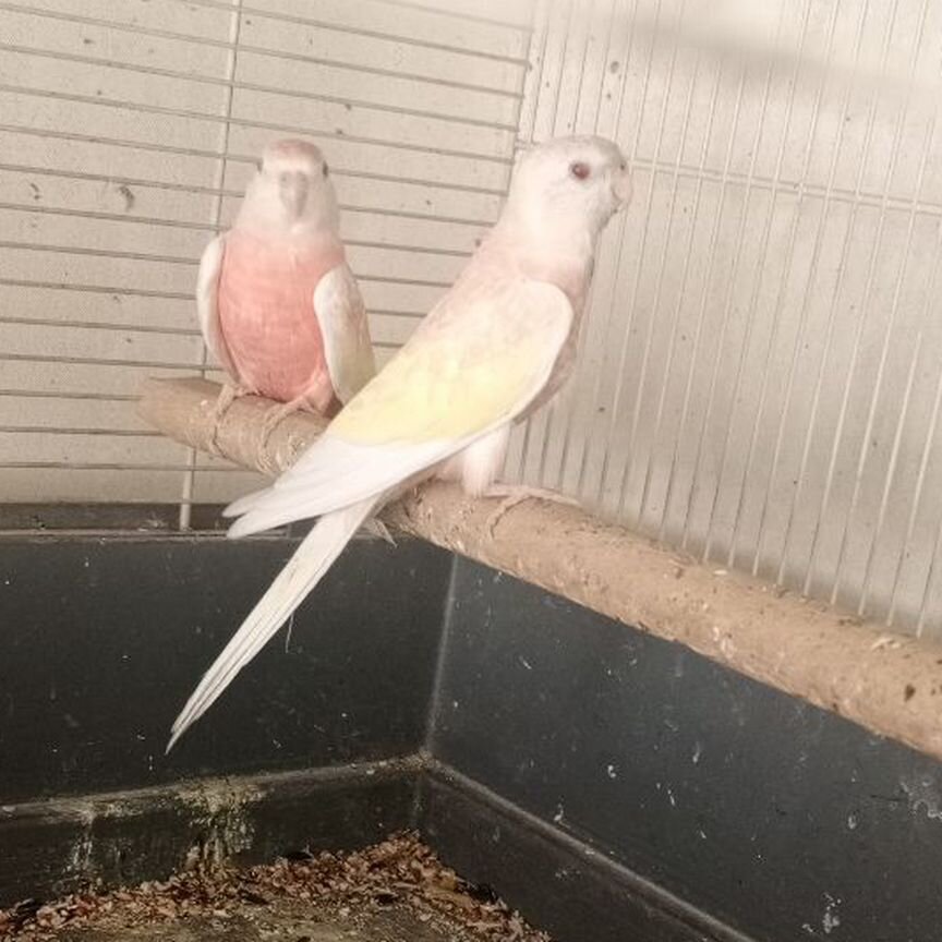 Розовобрюхий попугай(боурка)