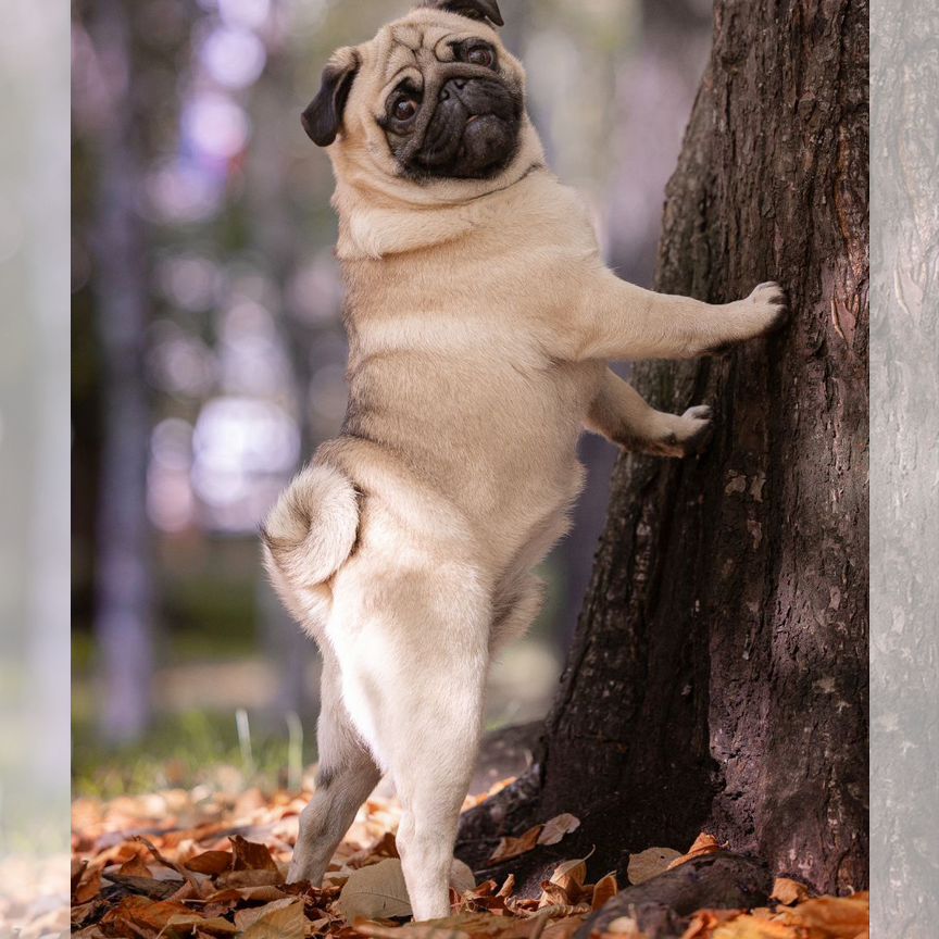 Мопс, вязка