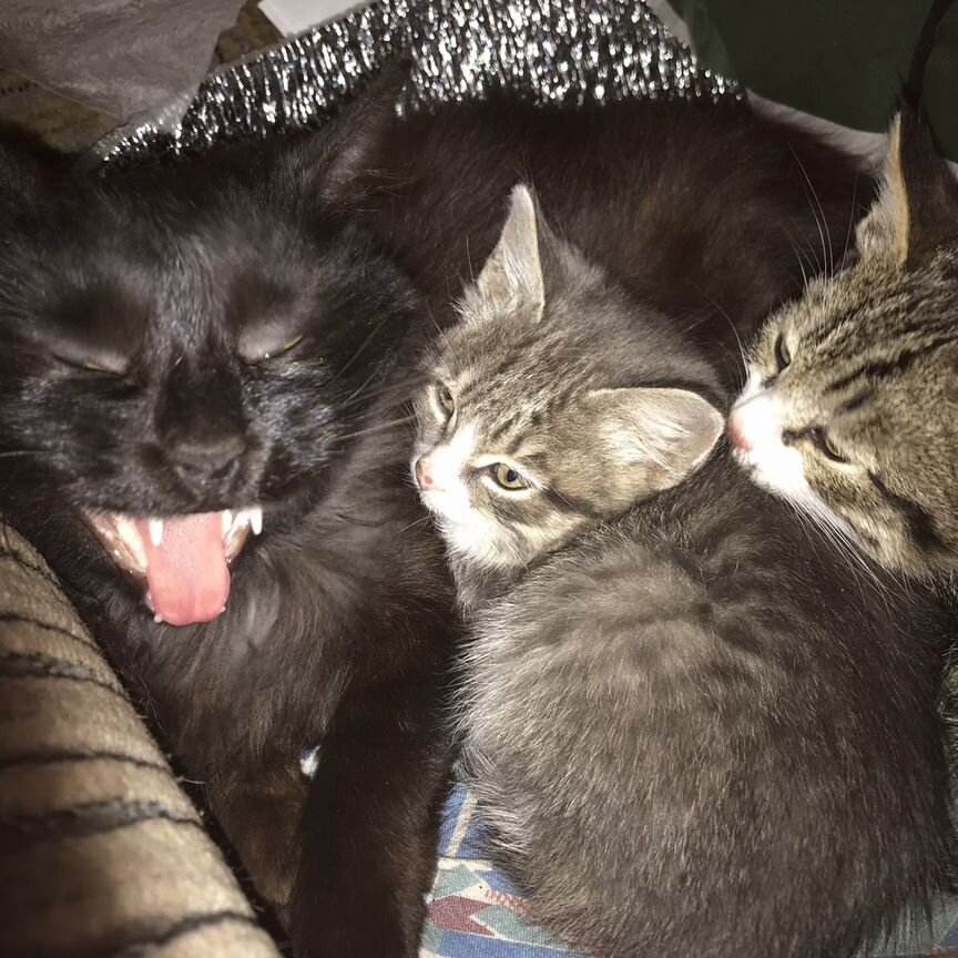 Котята в добрые руки