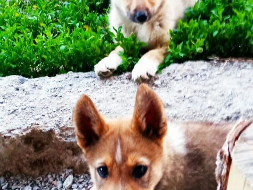 Щенок в добрые руки бесплатно