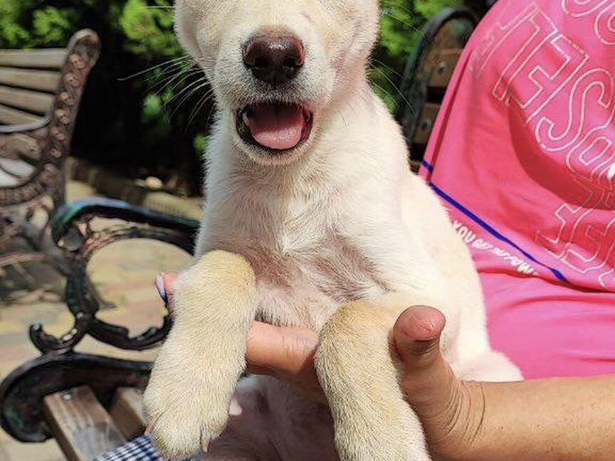 Щенок в добрые руки бесплатно