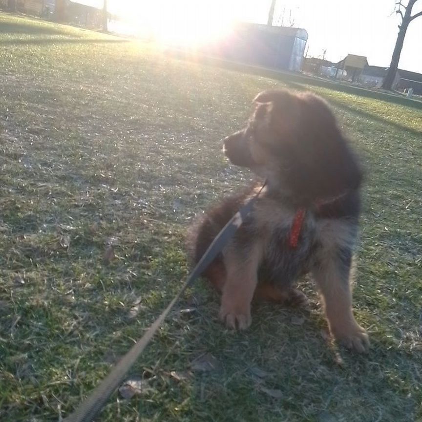 Немецкая овчарка