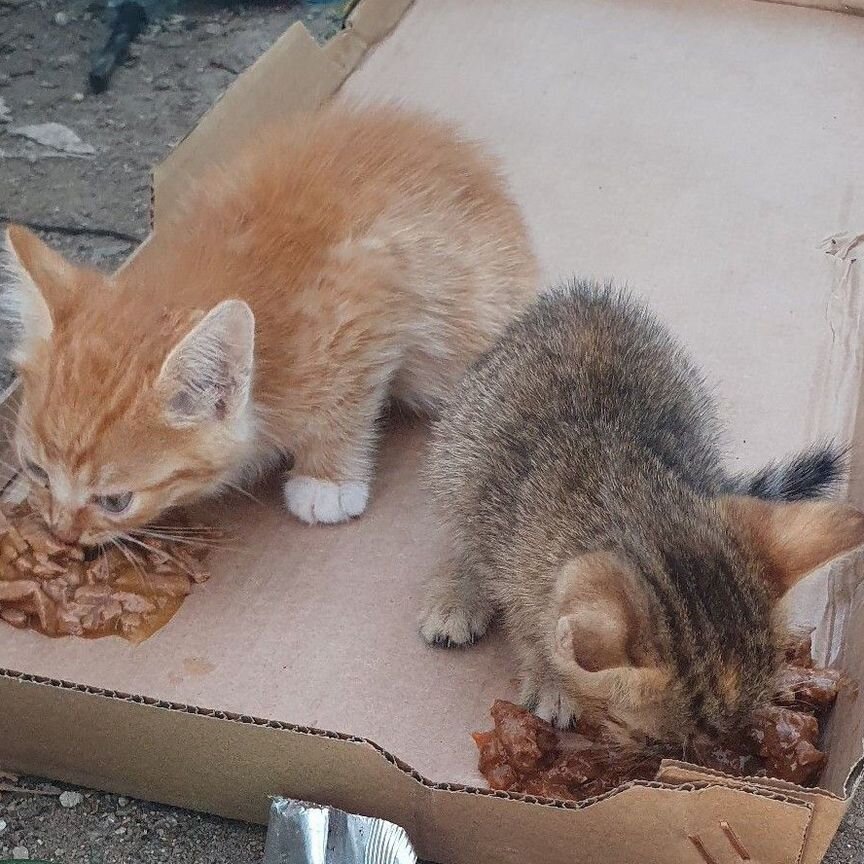 2 котёнка в добрые руки