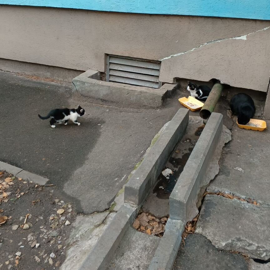 Ищем дом малышам