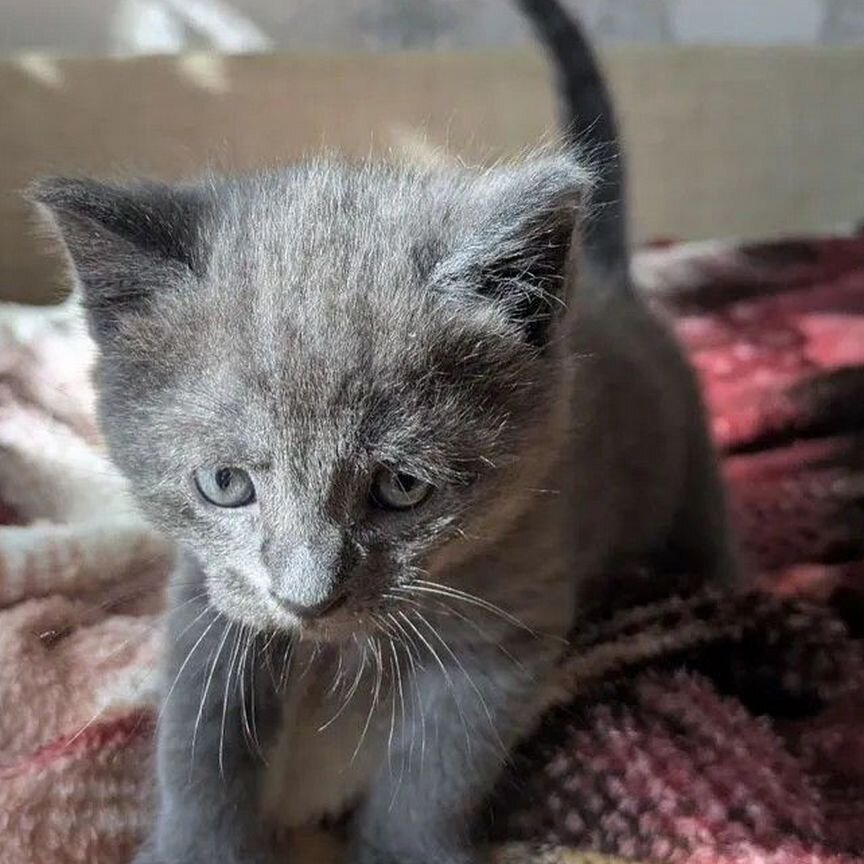 Котенок мальчик в дар