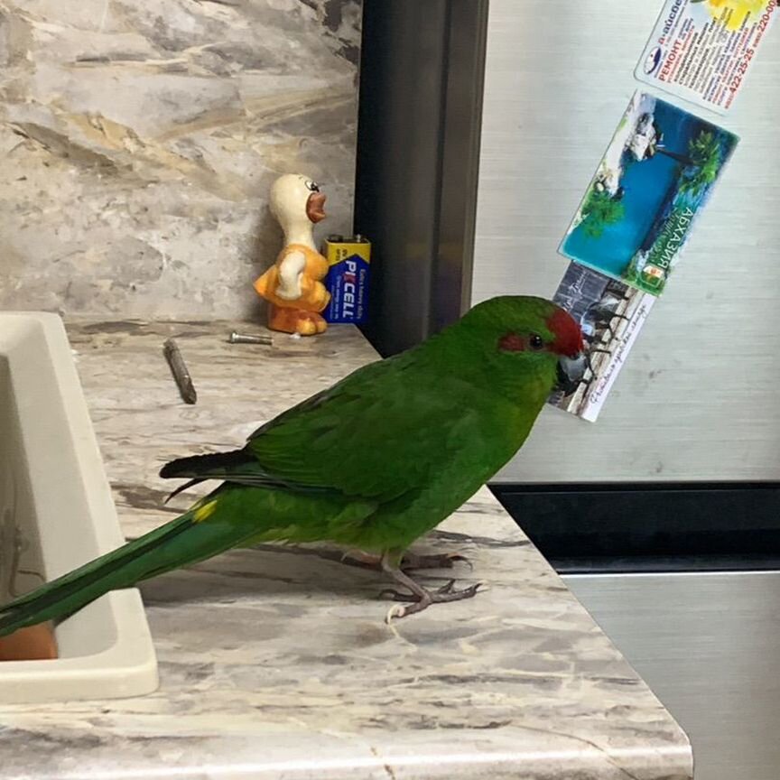 Попугай Какарик