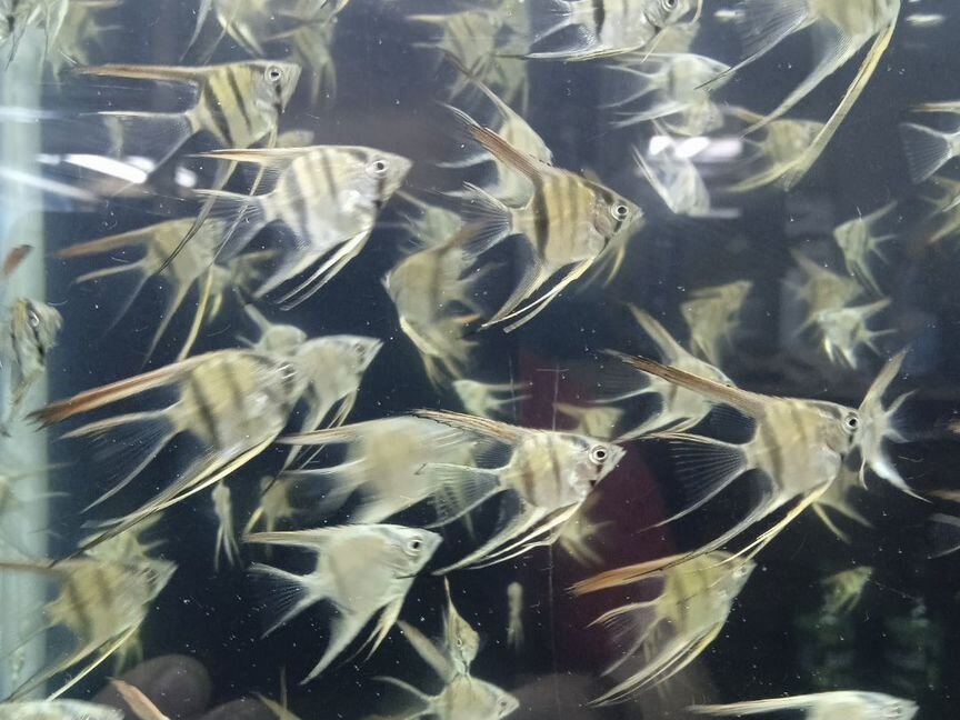 Аквариумные рыбки и растения