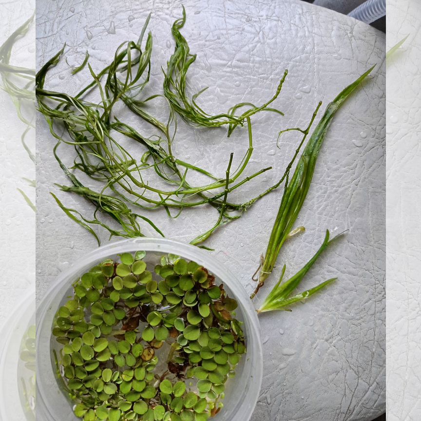 Аквариумное растение, прополка