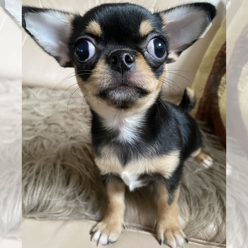 Чихуахуа, щенок