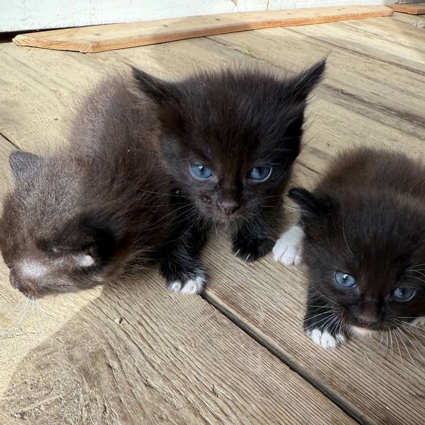 Котенок в добрые руки