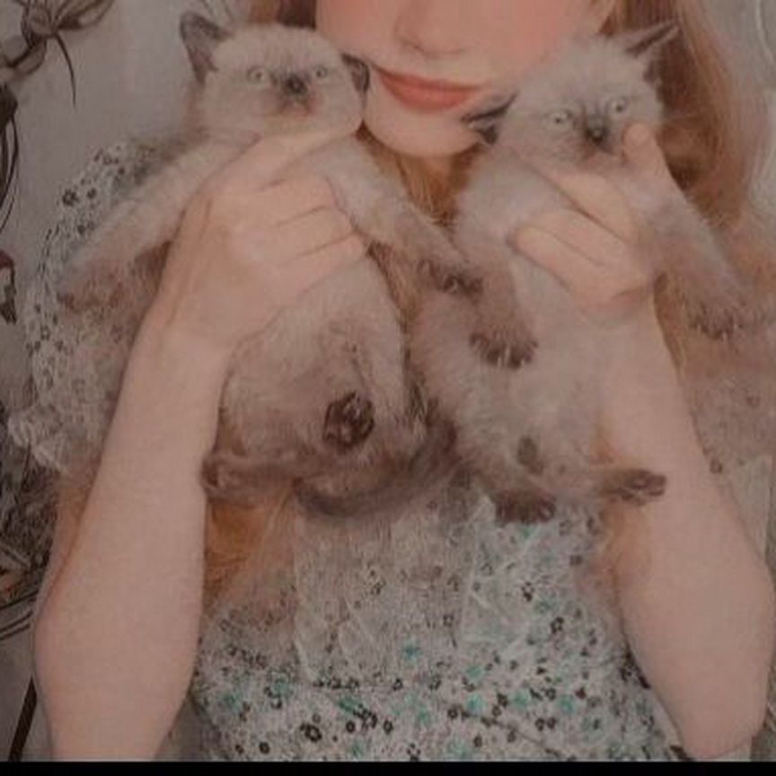 Сиамские котята