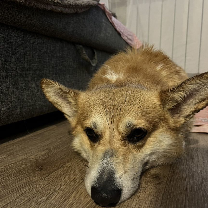 Найдена собака корги