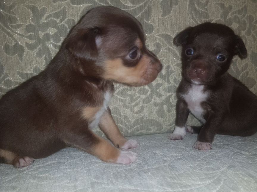 Мини той-терьер