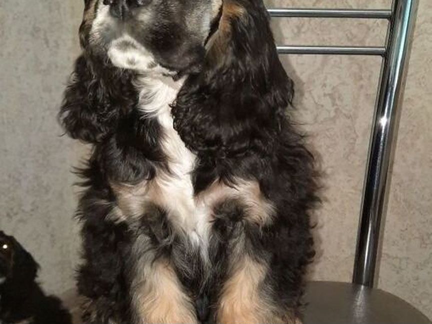 Кокер спаниель