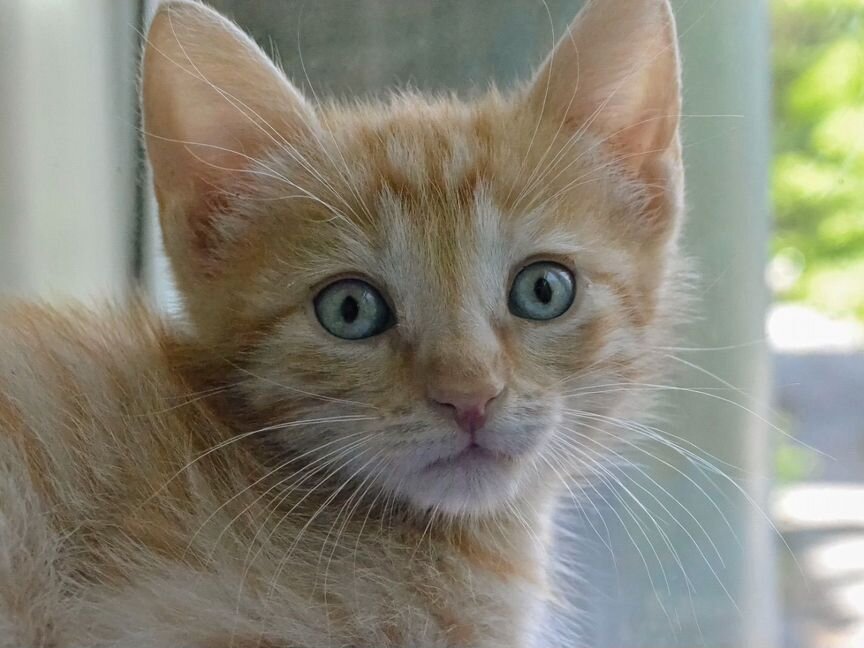 Котенок 2 месяца мальчик