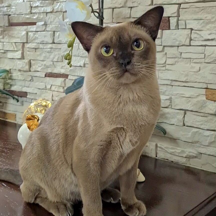 Бурманская кошка