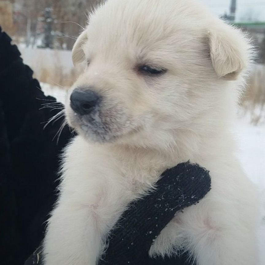 Щенок в добрые руки