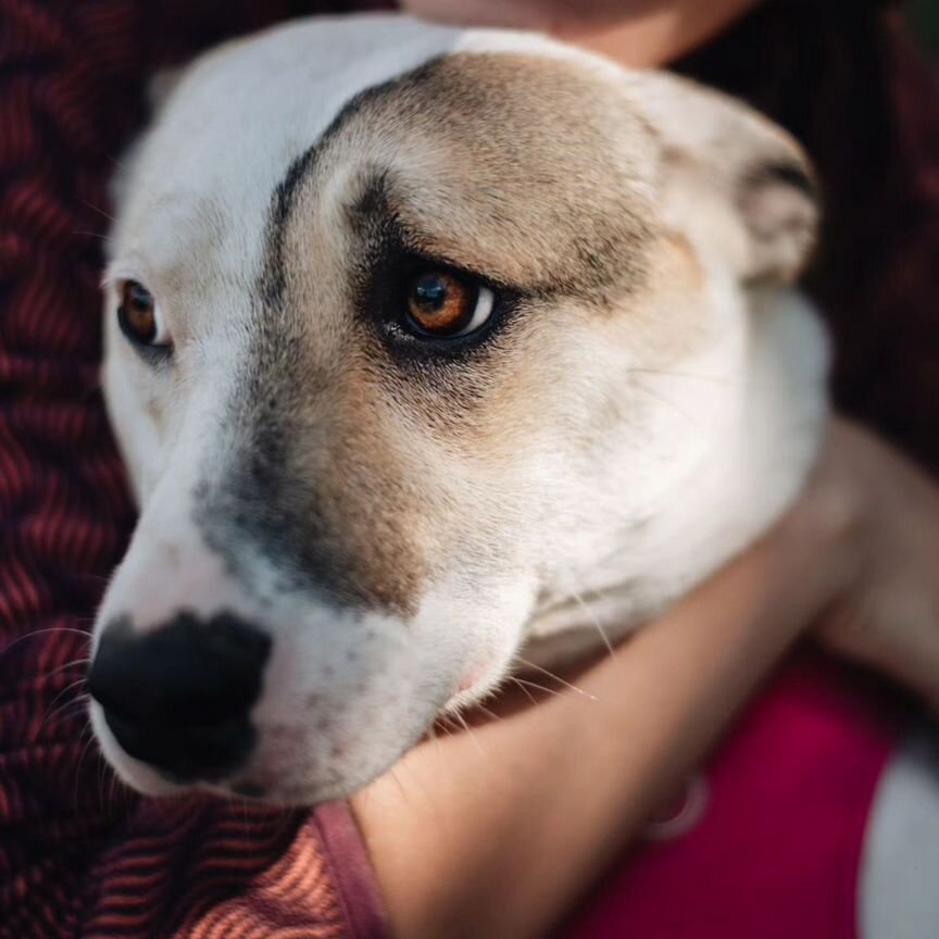 Собака в добрые руки отдам бесплатно