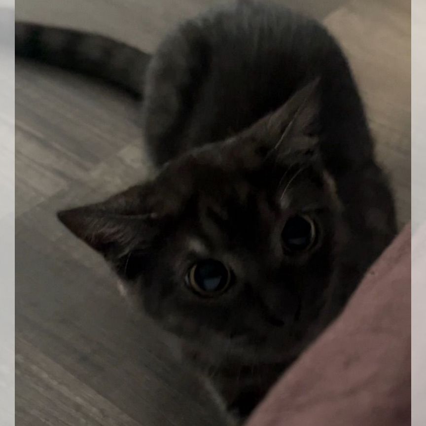 Взрослая, кошка в добрые руки