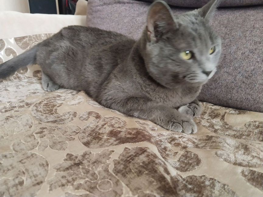 Русская голубая